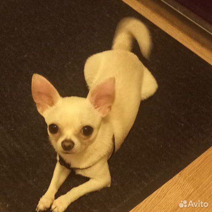 Чихуахуа мини с вещами