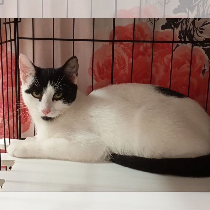 Котенок мальчик 9-10 месяцев