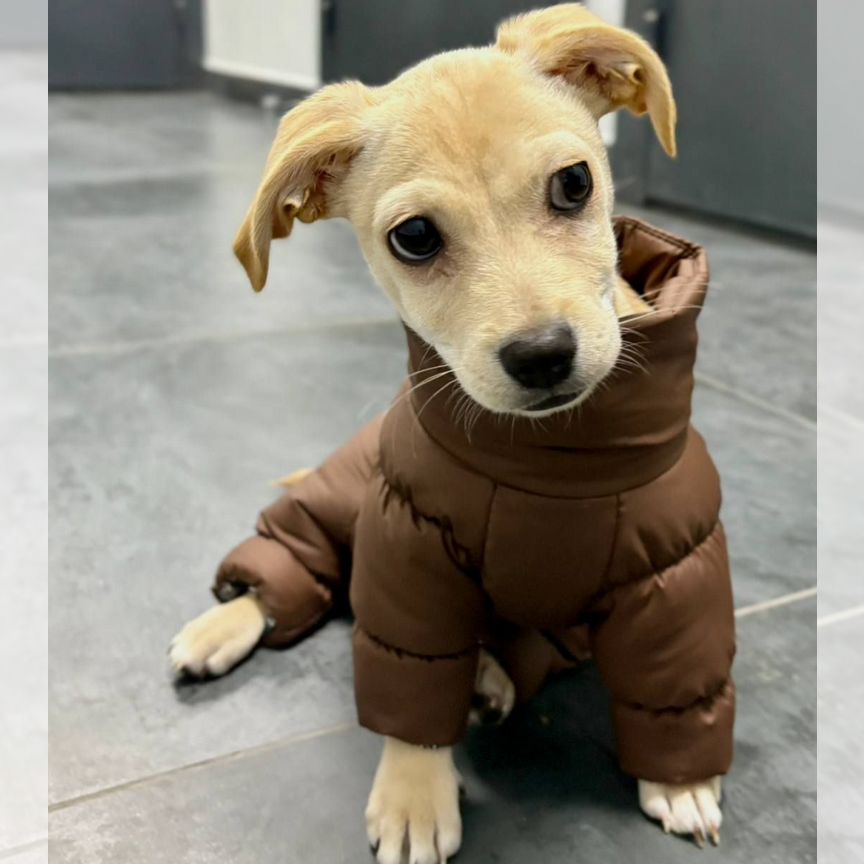 Модный комбинезон для собаки