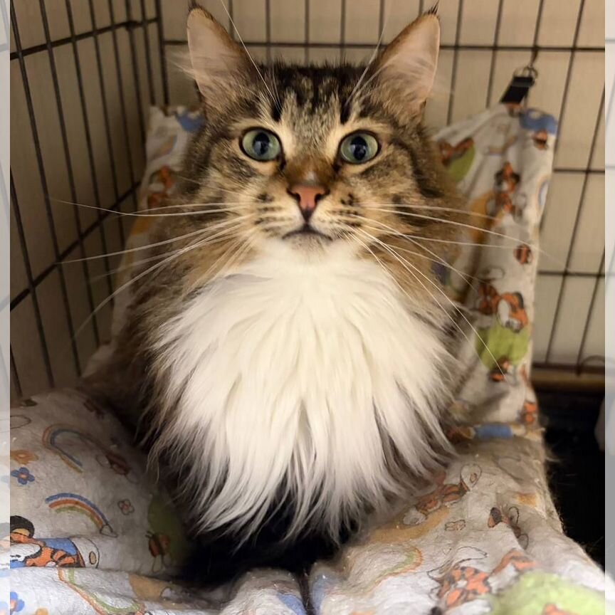 Взрослый кот в добрые руки