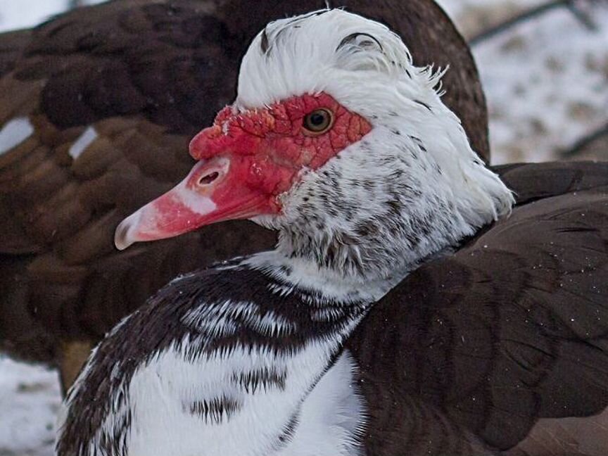 Утки шипуны