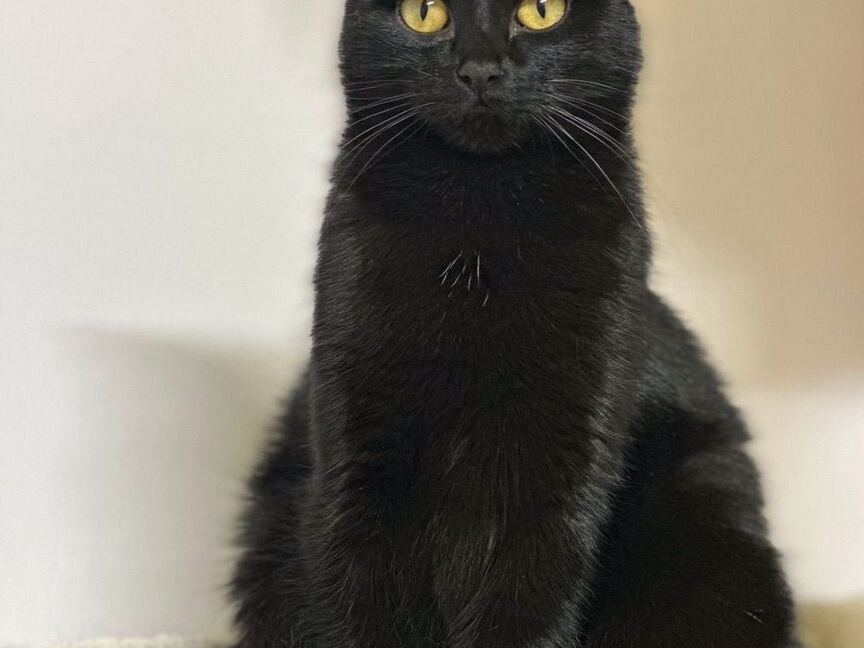 Кошка