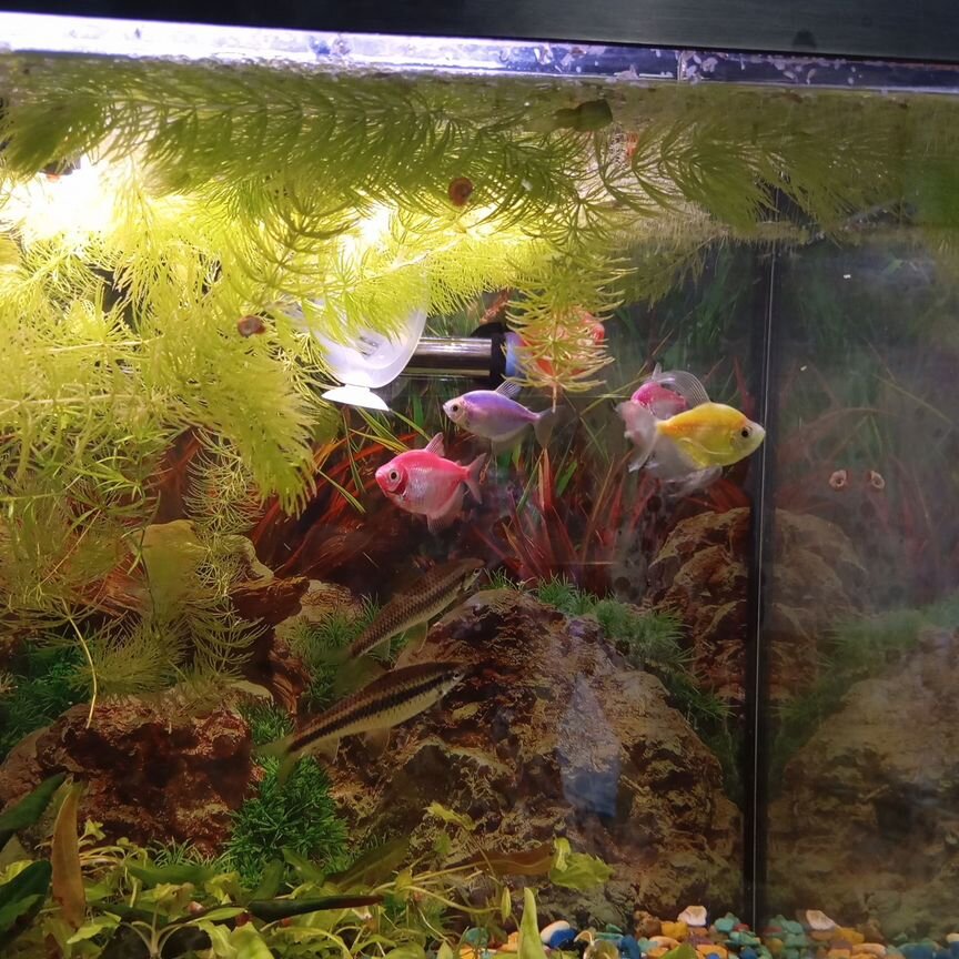 Рыбки тернеции