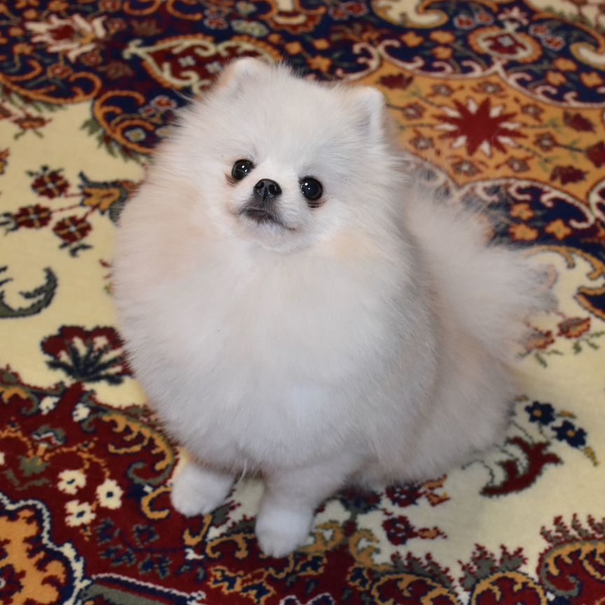 Померанский шпиц, вязка