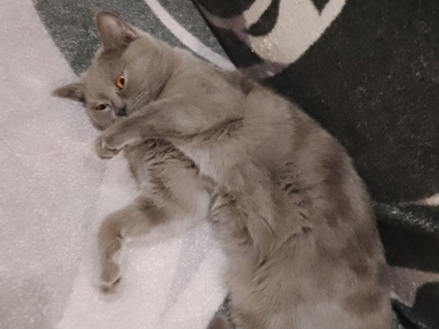 Кошка (британка -шотланка)