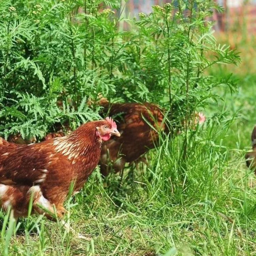 Хорошие красные курочки несушки