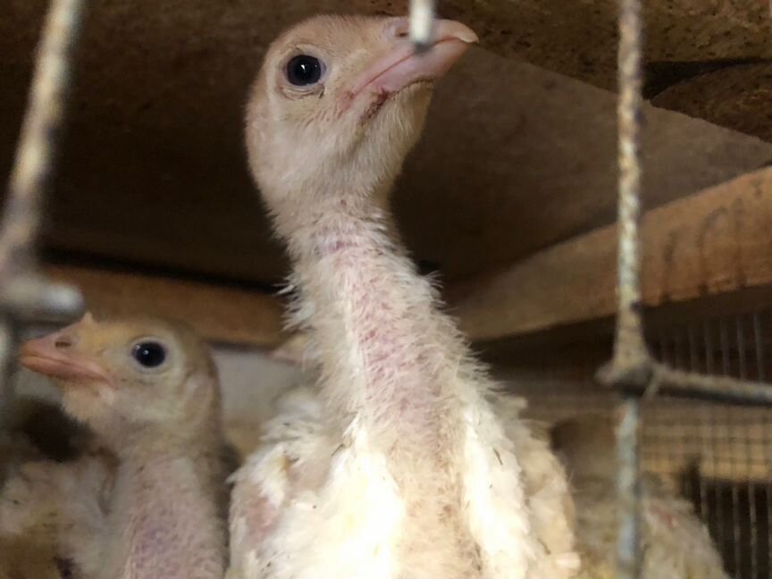 Индюки Хайбрид конвертер