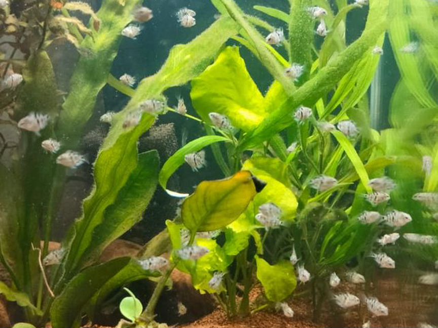 Рыбка сапфировый попугай