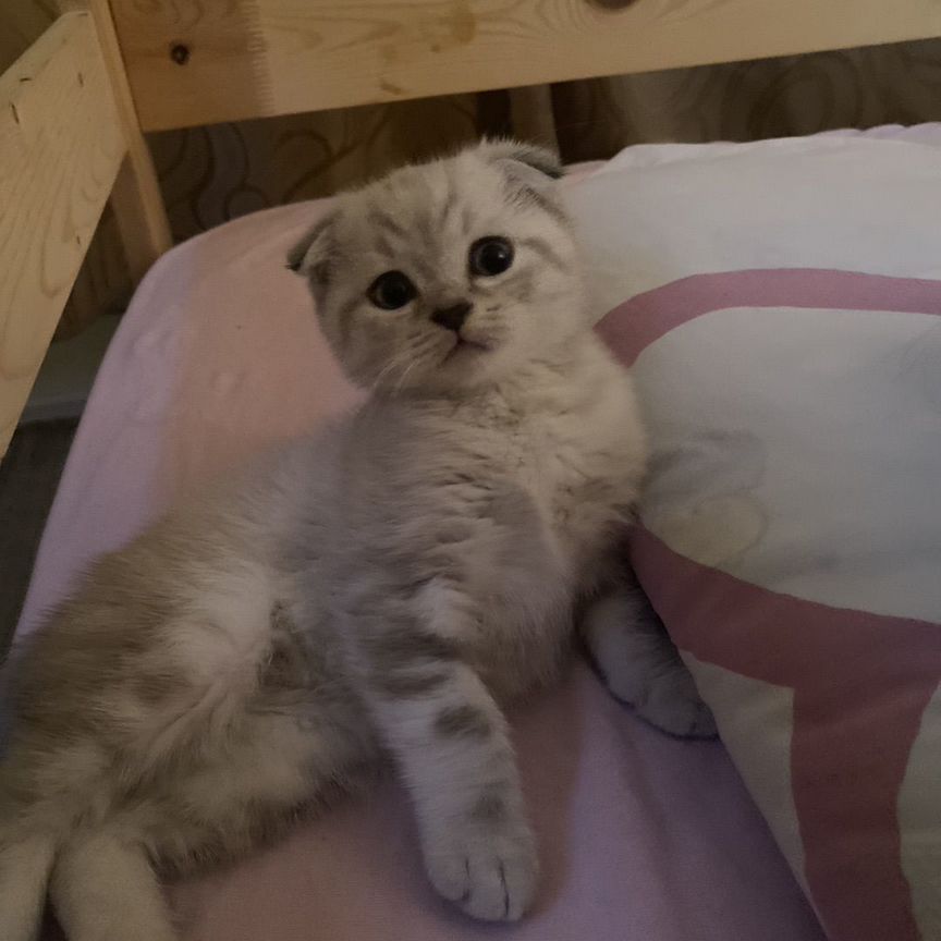 Шотландские котята