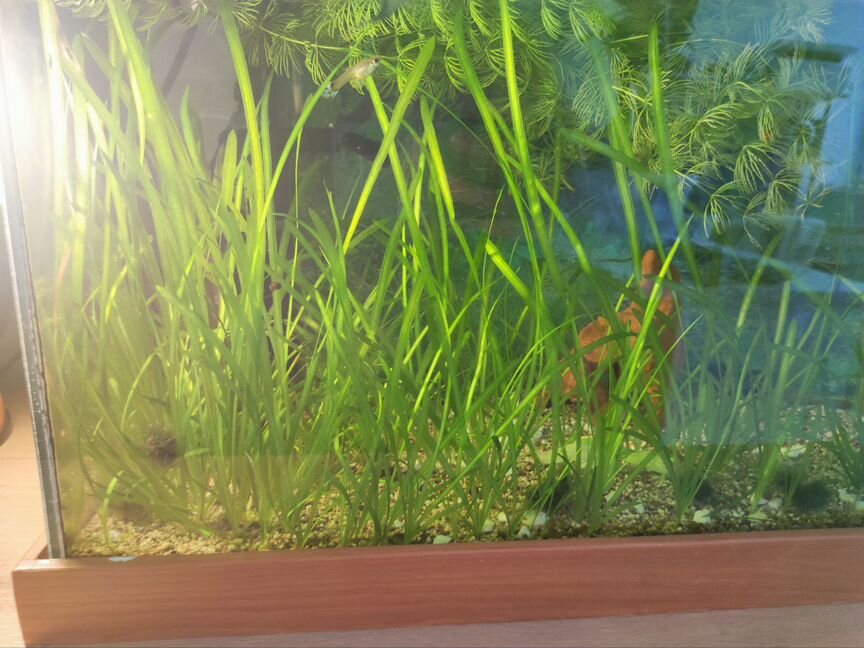 Аквариумное растение