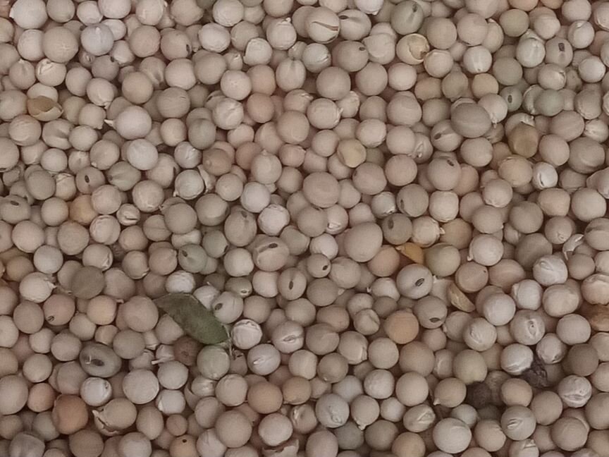 Горох озимый (зимующий)