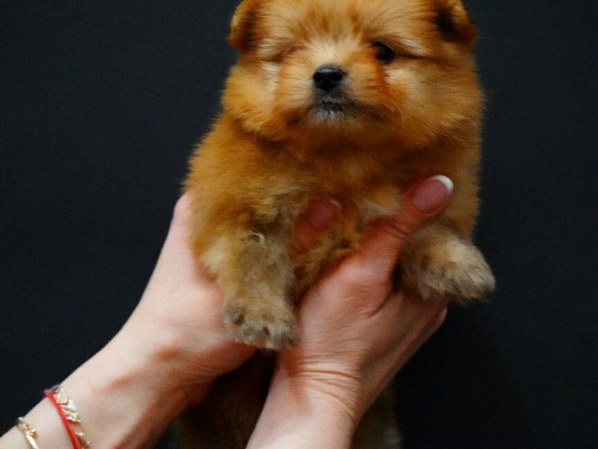 Дизайнерские малыши