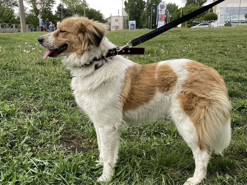 Чудо-собака в добрые руки