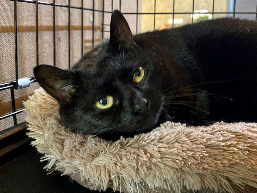 Шикарная абсолютно черная кошка Черничка