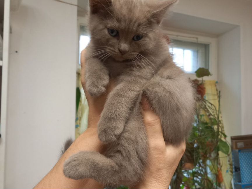 Котёнок от британской кошечки