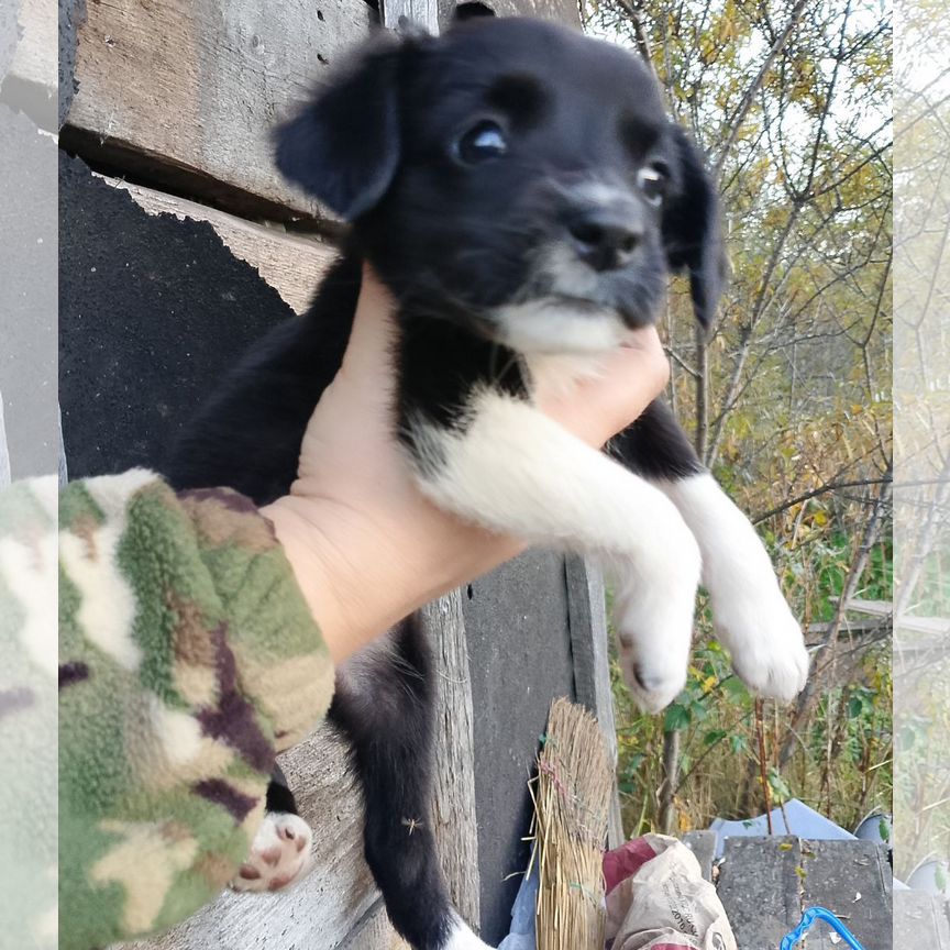 Щенок в добрые руки