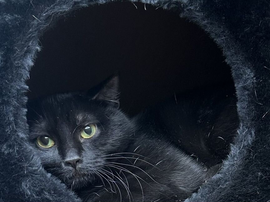 Котенок кошка черная в добрые руки