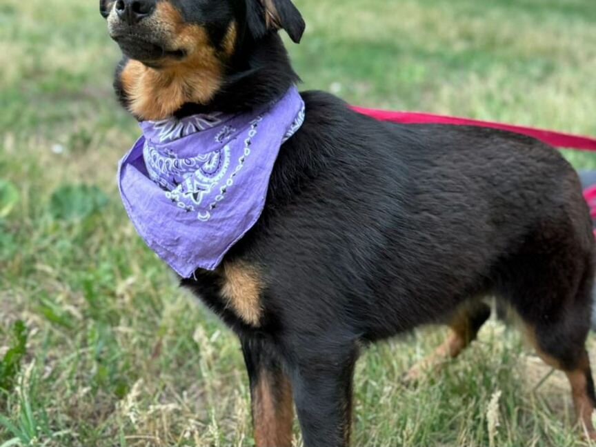 Бона. Собака из приюта в добрые руки