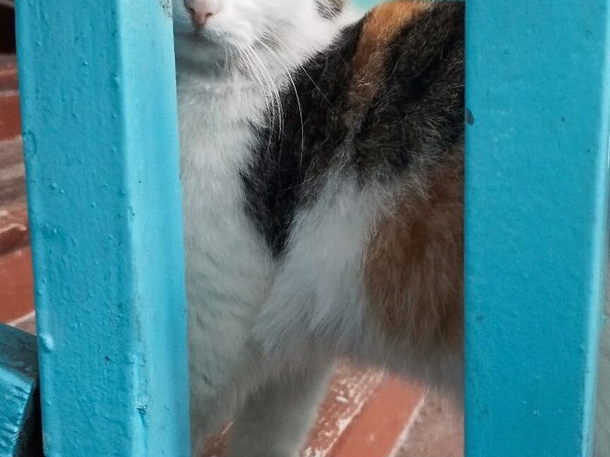 Кошка