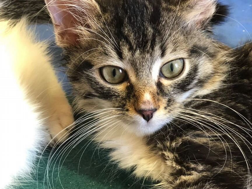Котенок ищет любящих хозяев