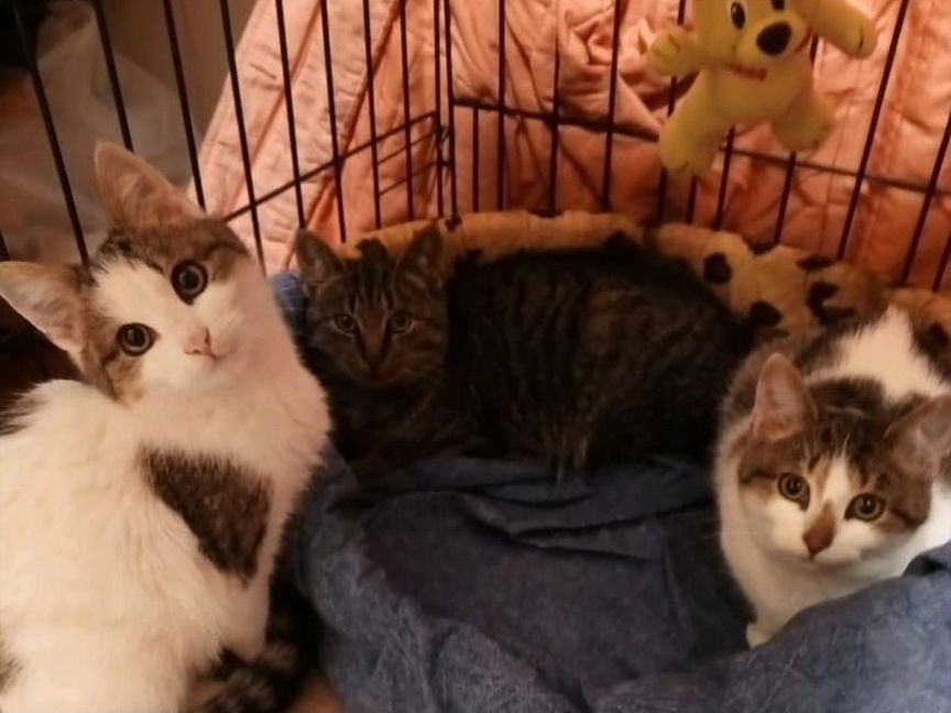 Котята