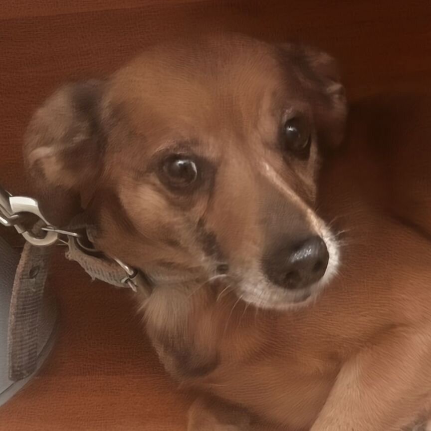 Взрослый пёс в добрые руки