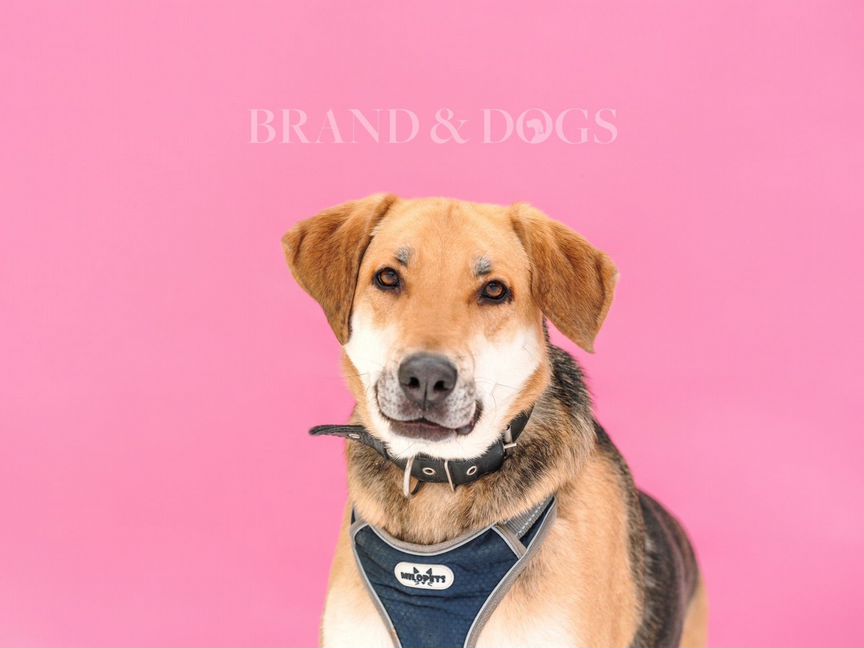 Волшебная Лило ищет дом