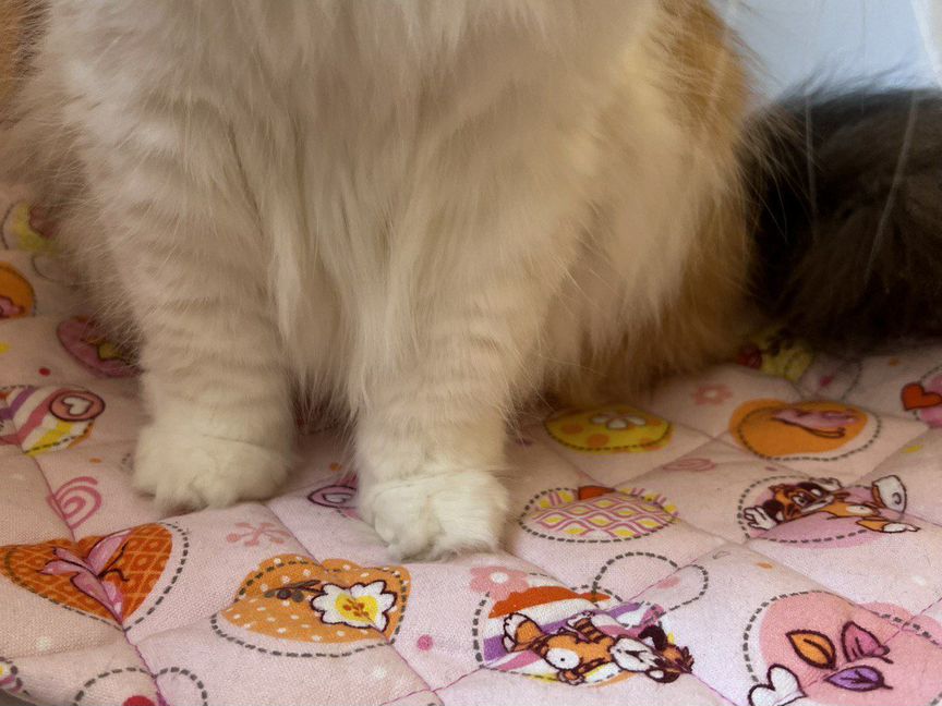 Подстилка для кошек и собак