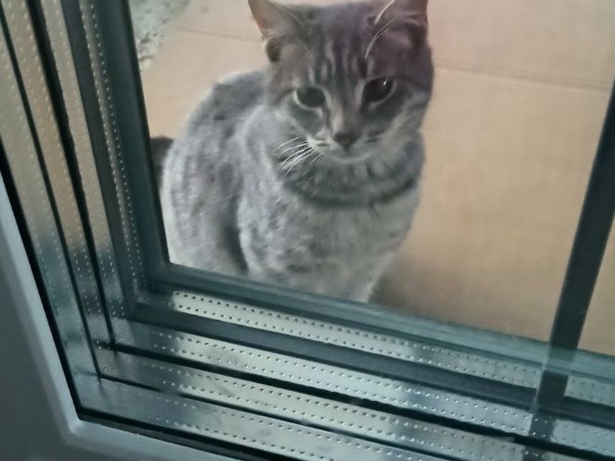 Кот