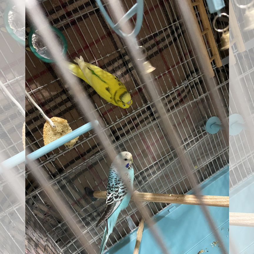 Волнистый попугай