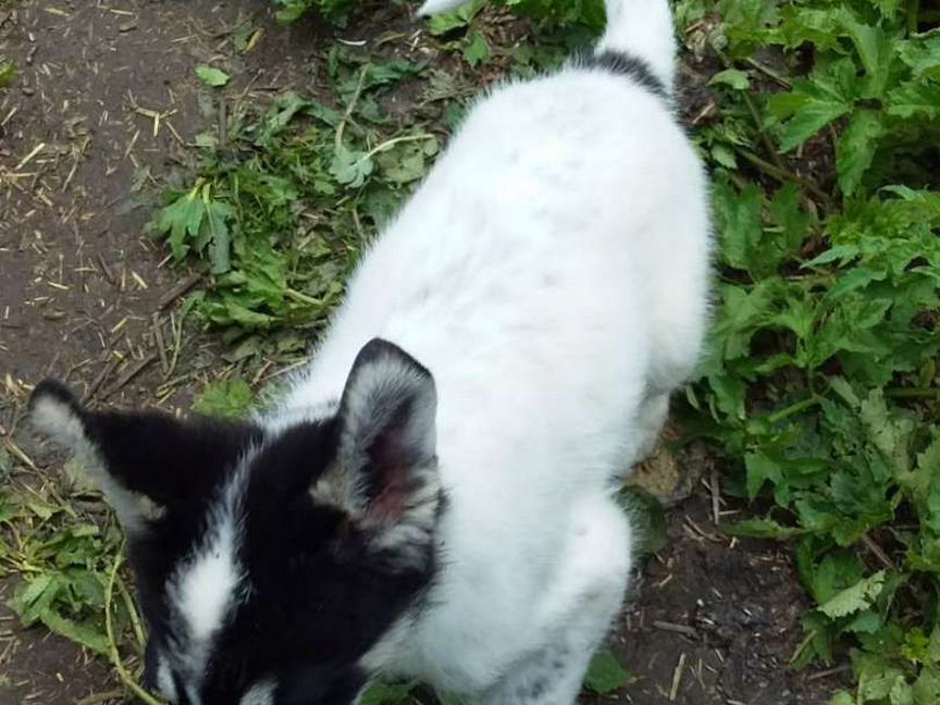 Лайка
