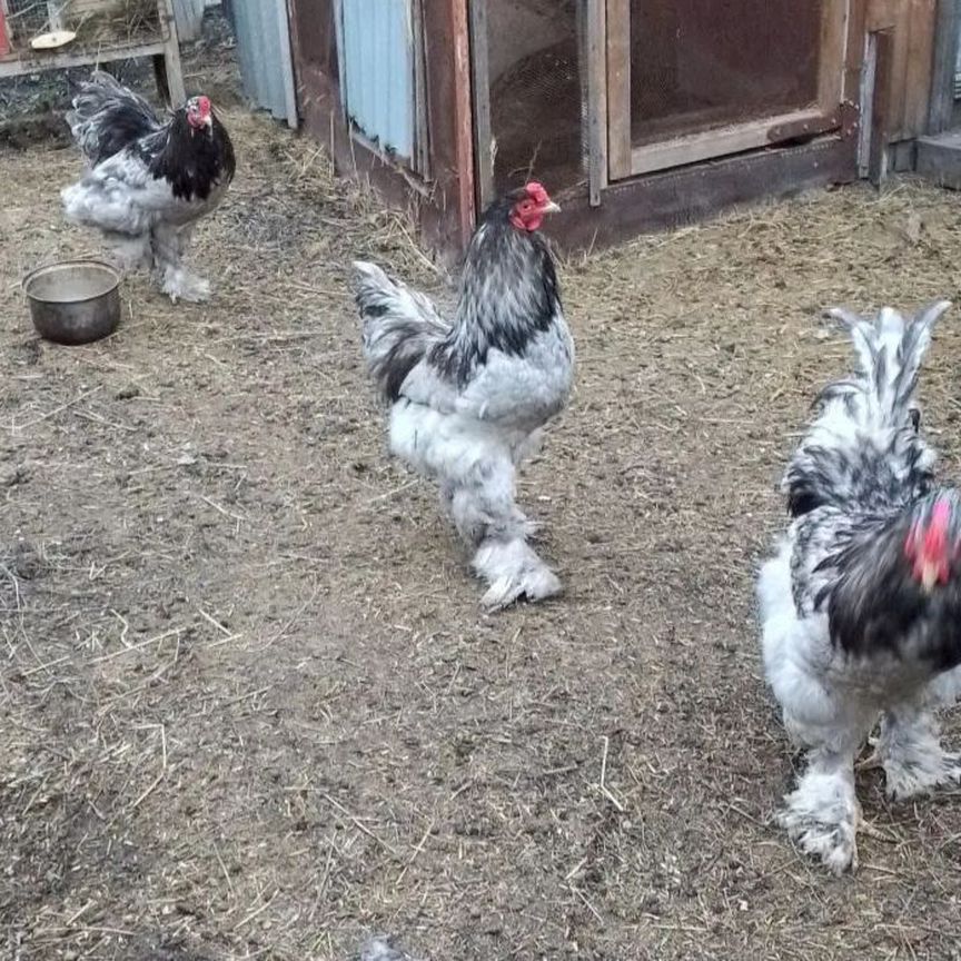 Предлогаются к продаже два петуха породы брама