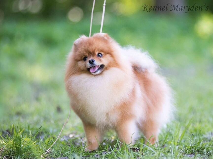 Вязка шпица с документами РКФ