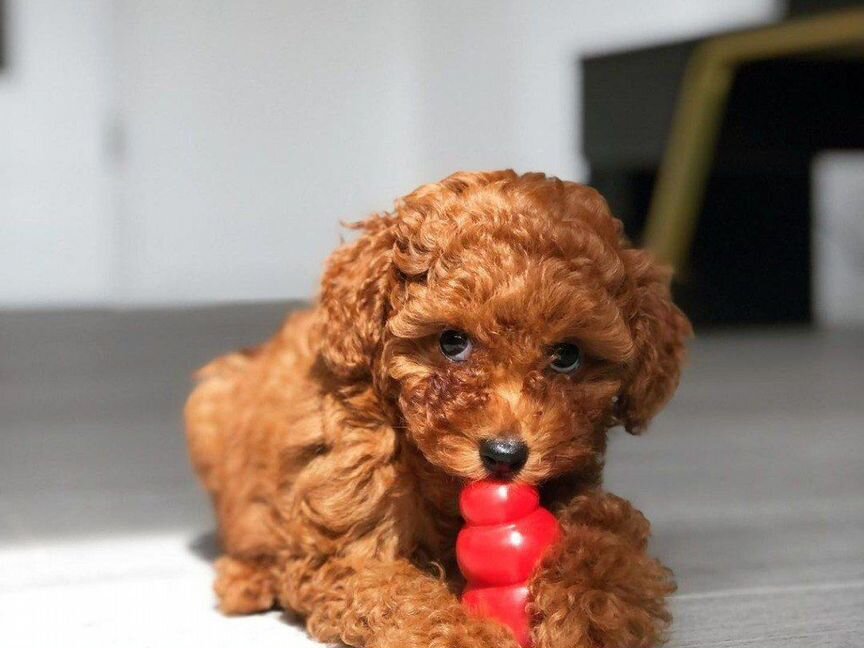 Милые карликовые пудельки, 2.5 мес