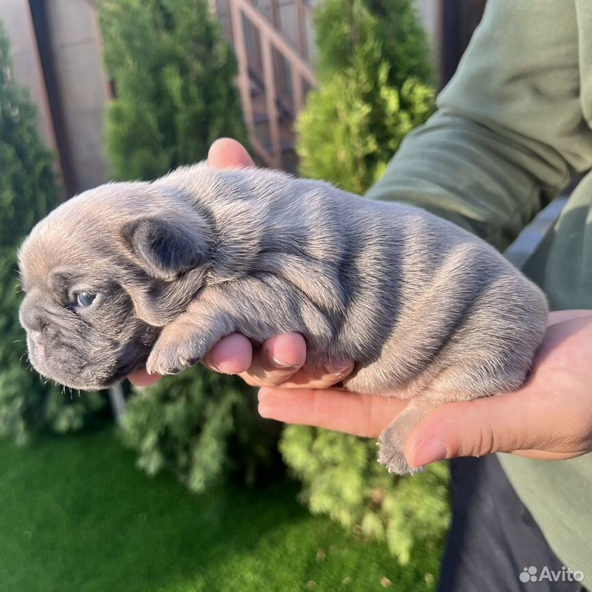 Французский бульдог