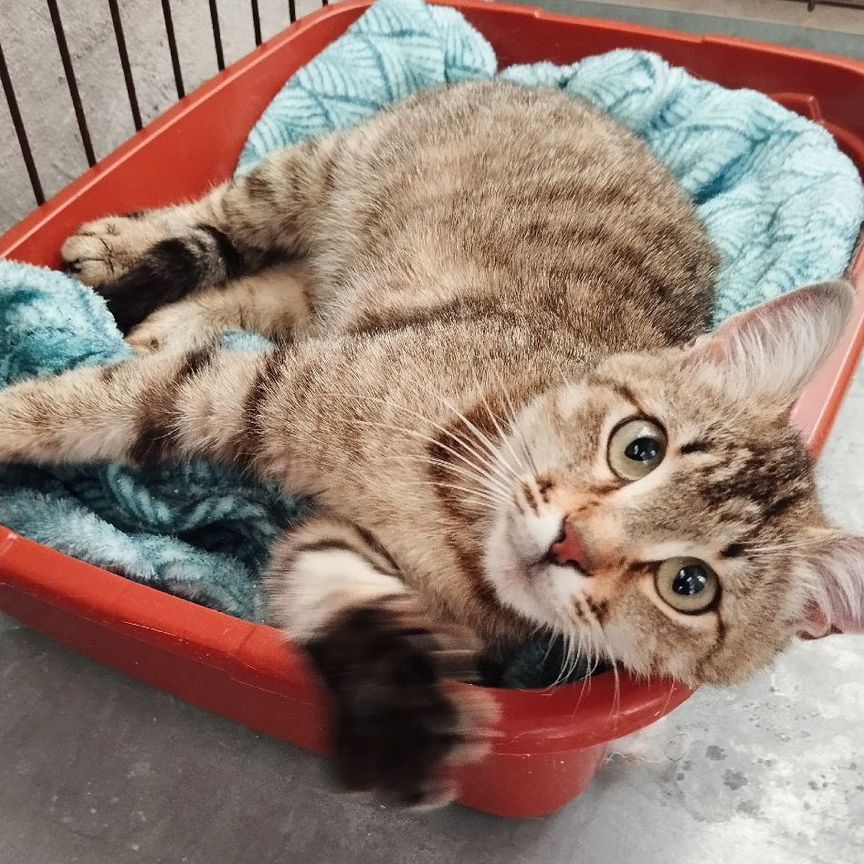 Котёнок в добрые руки