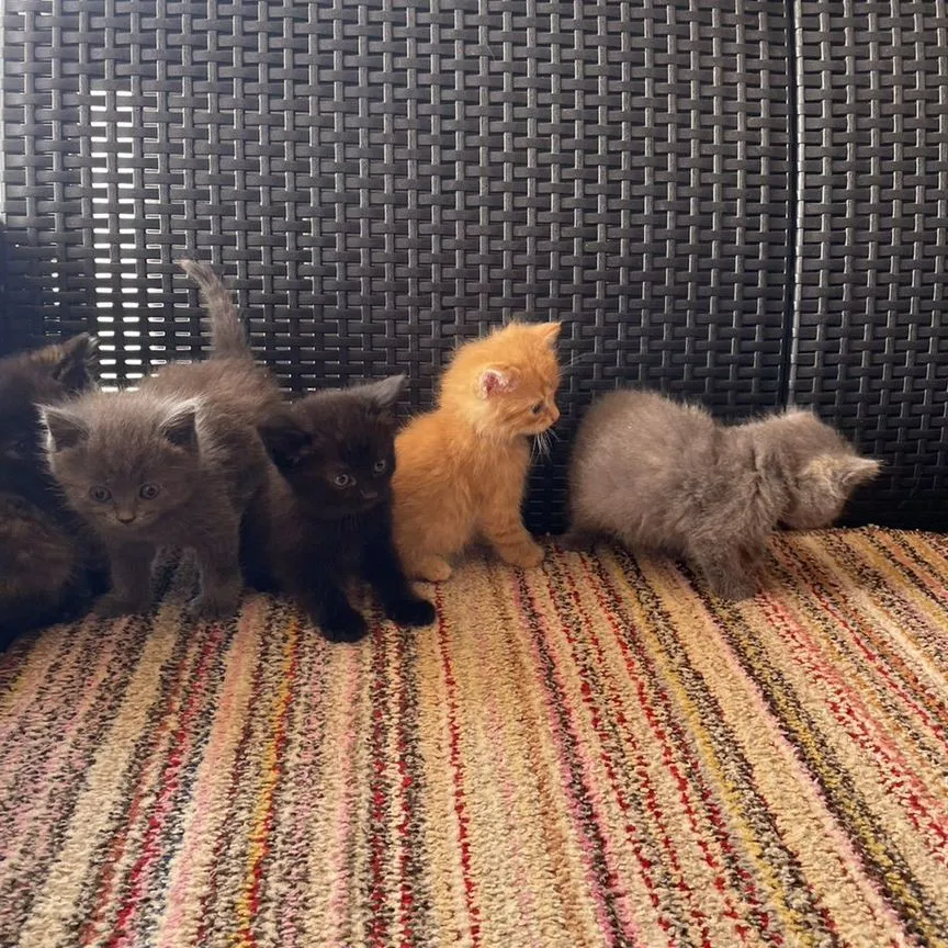 Котята
