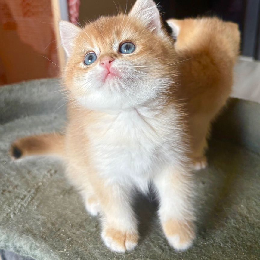 Британский короткошёрстный котёнок
