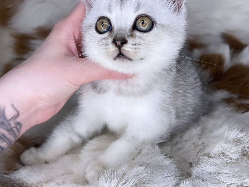 Вислоухая серебристая красавица