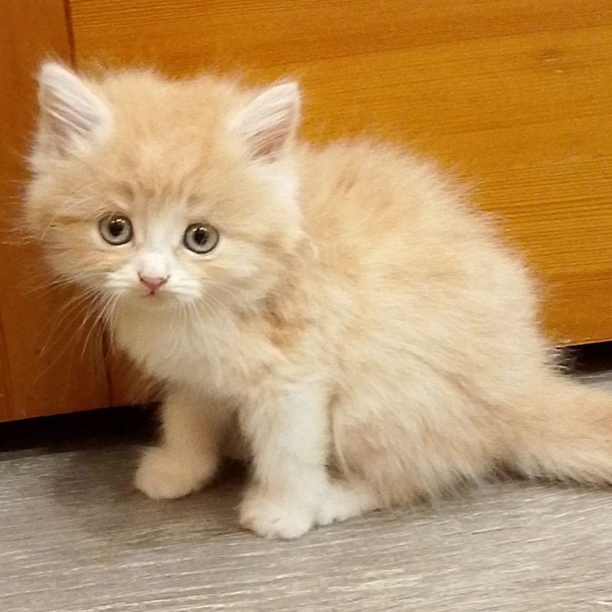 Сибирский котёнок