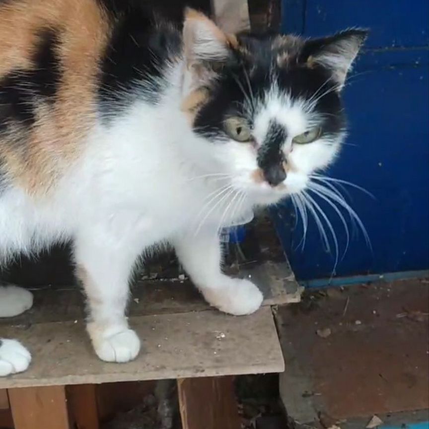 Трёхцветочка на счастье- Добрым людям