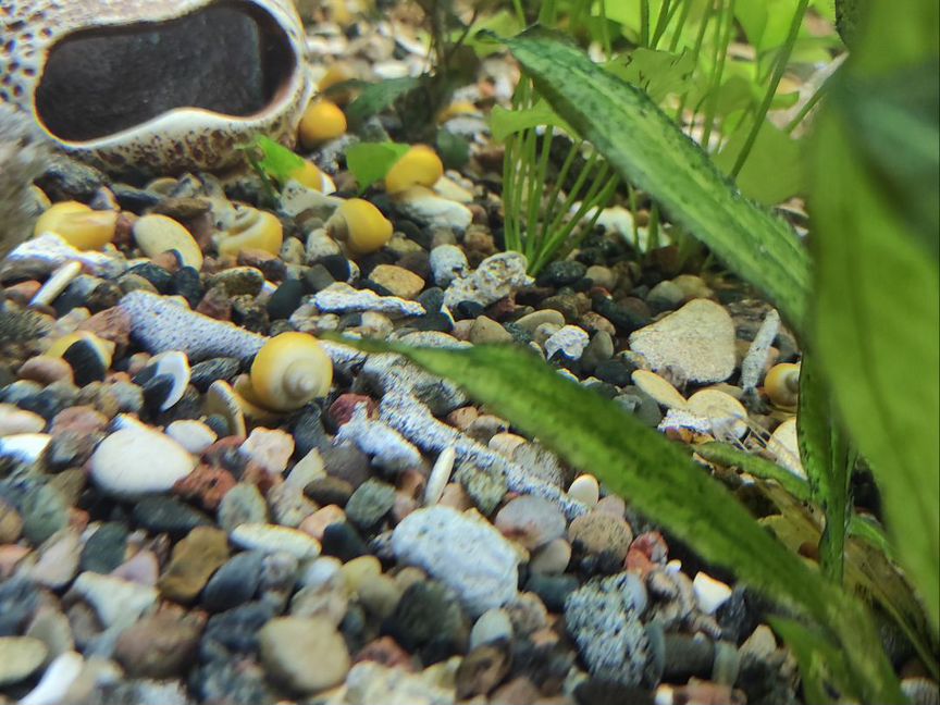 Улитки аквариумные ампулярии