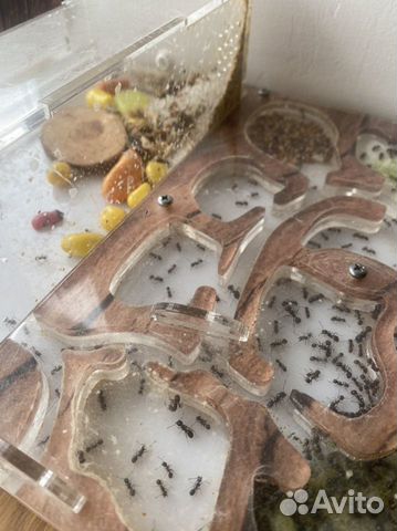 Мурафьиная ферма в дар