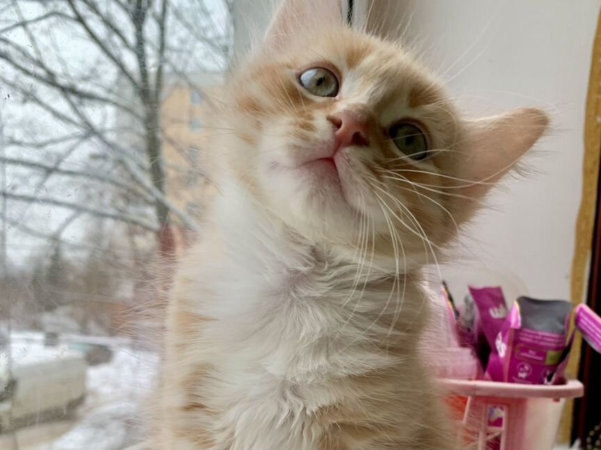 Котик 2 мес рыженький