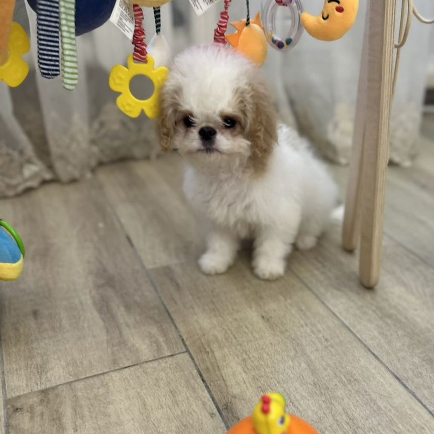 Кавапу, щенок