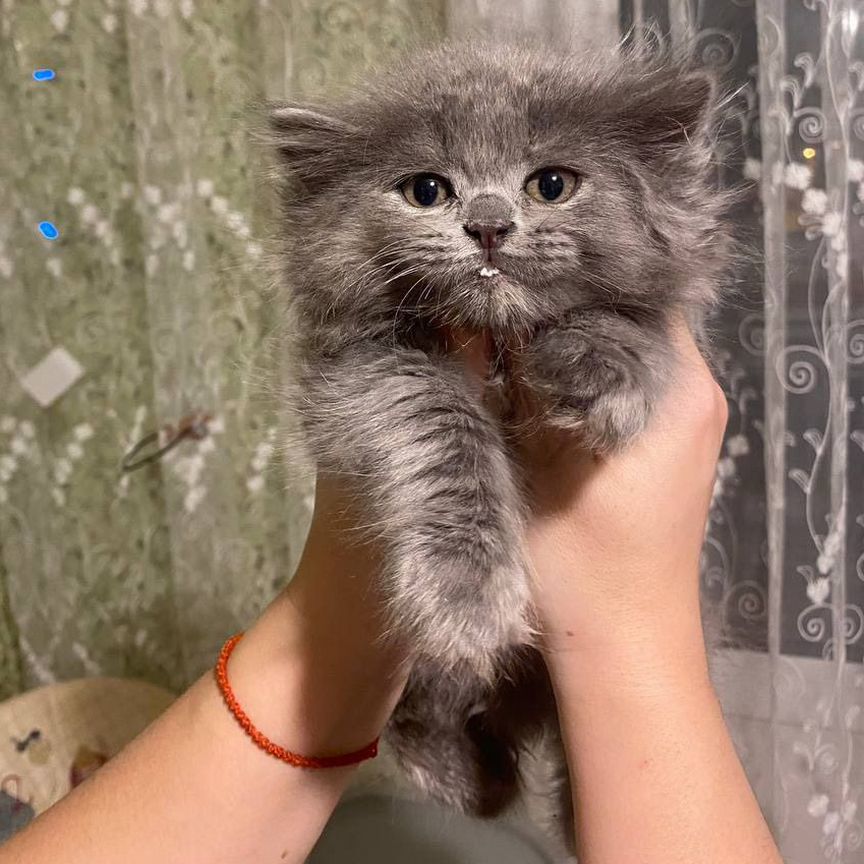 Британская длинношёрстная