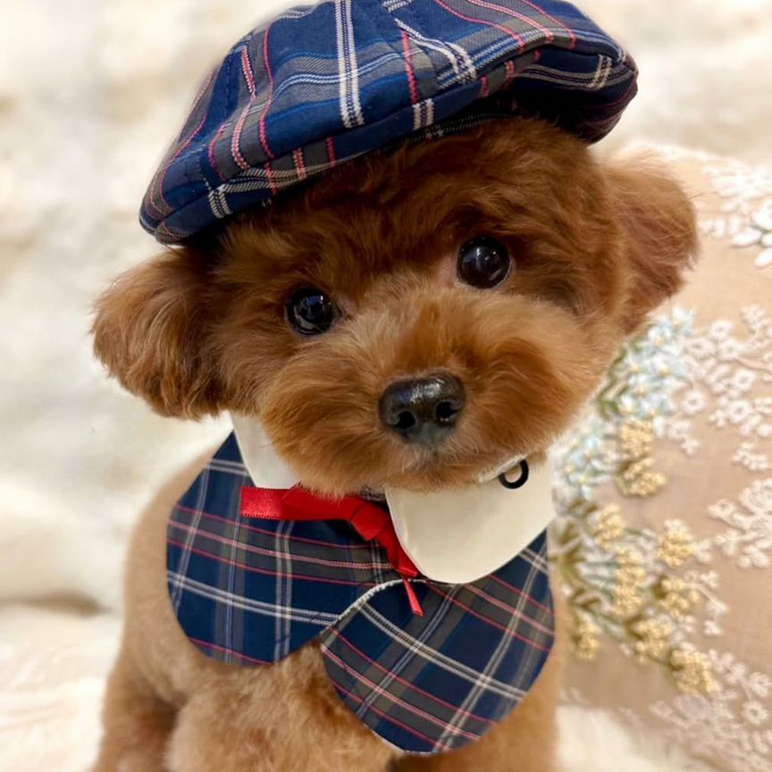 Той-пудель, щенок