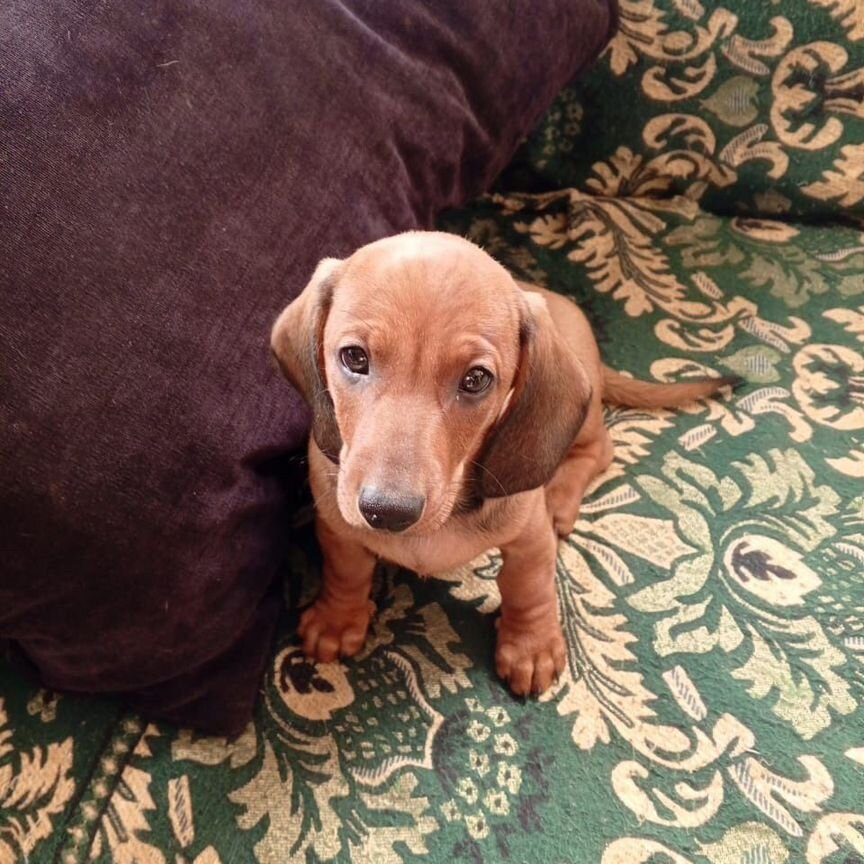 Щенок таксы