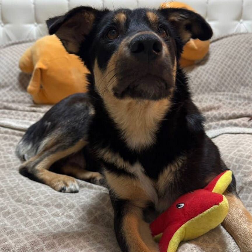 Взрослая собака в добрые руки