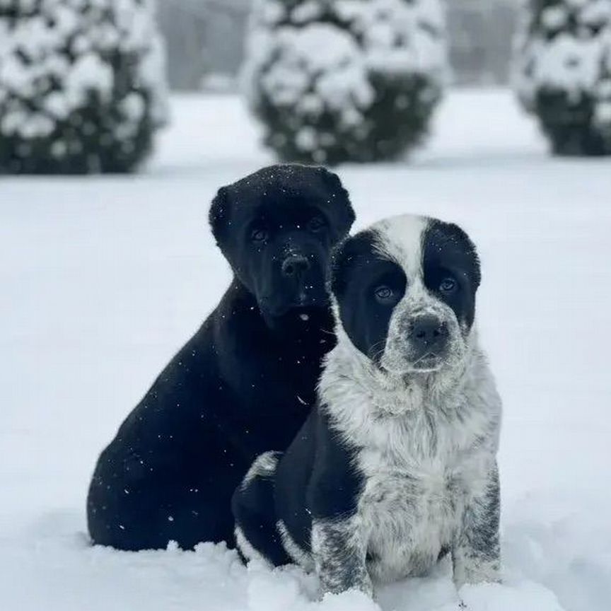Среднеазиатская овчарка, щенок